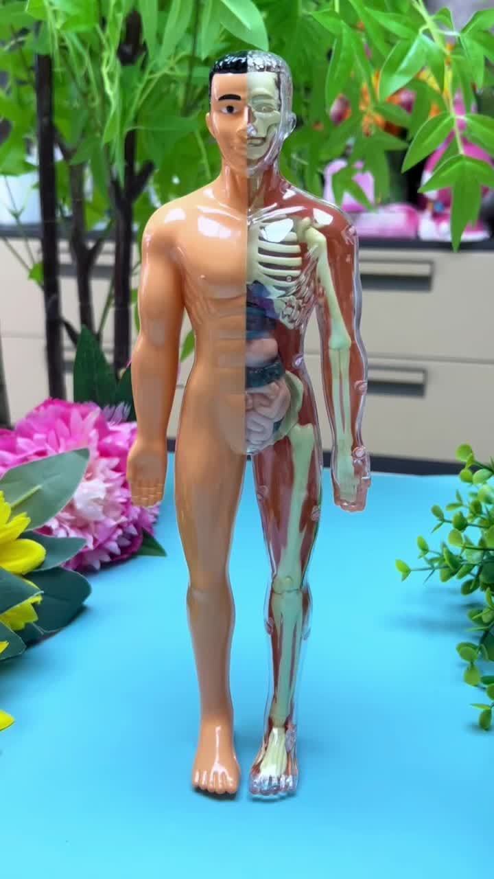 这个就是可以随意拆卸的人体模型,拼装的过程,可以满足孩子的好奇心,...