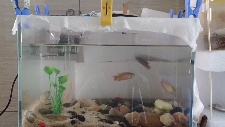 五分钟看完鱼活动过程。