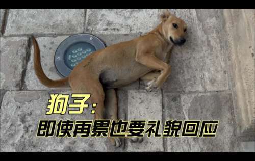 人累了,说象个狗,狗累了,也象人一样,仍不失礼貌!