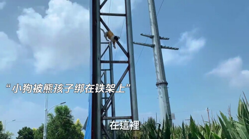 小狗被熊孩子绑在10米高铁架上,小哥不顾危险紧急展开救助!