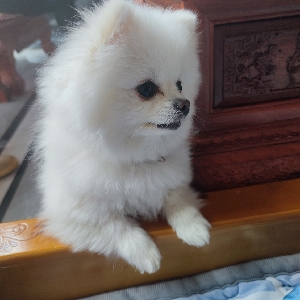 听罗翔讲哲学 