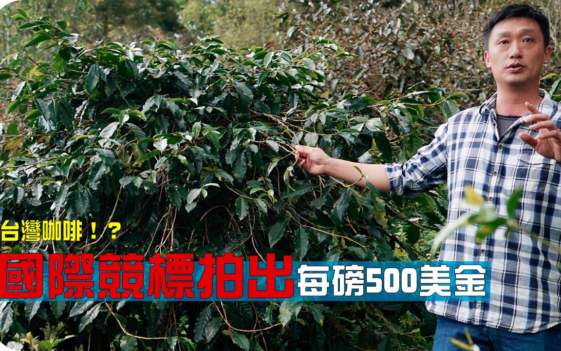 国际竞标拍出每磅500美金的台湾咖啡!