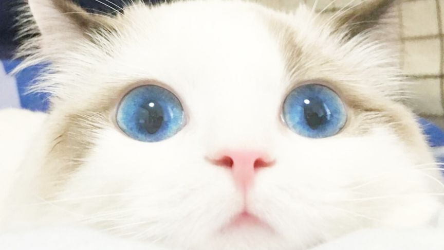 可爱漂亮的布偶猫