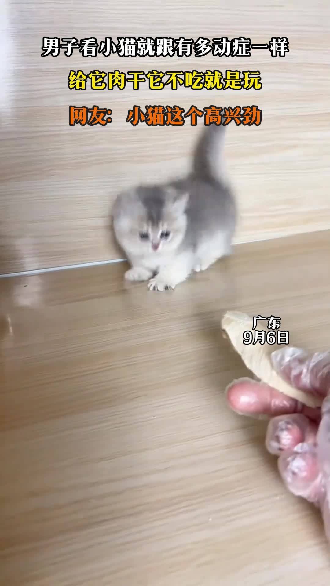 男子看小猫就跟有多动症一样,给它肉干它不吃就是玩