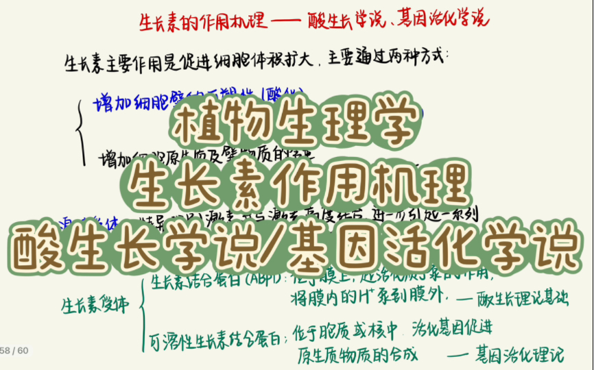 植物生理学-生长素的作用机理-酸生长学说以及基因活化学说