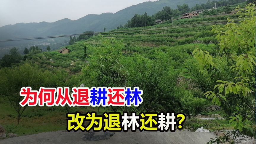 以前是退耕还林,为什么现在却要退林还耕?是粮食不够吃吗?