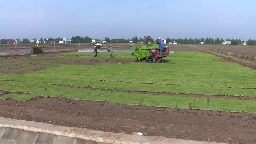 我区召开水稻生产机械化抛秧现场演示会