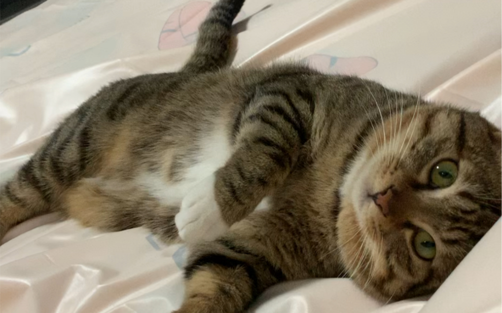 撒娇猫猫最欠rua!