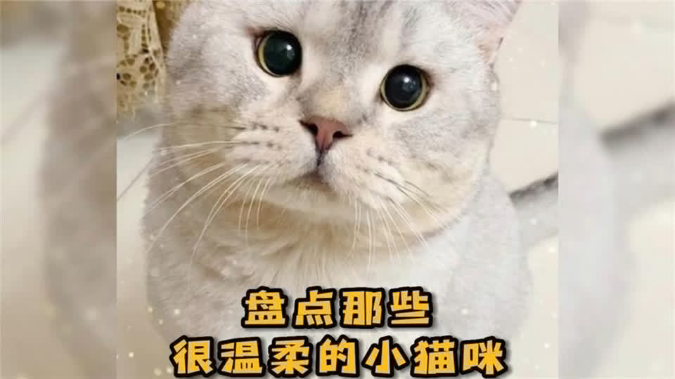 盘点那些很温柔的小猫咪