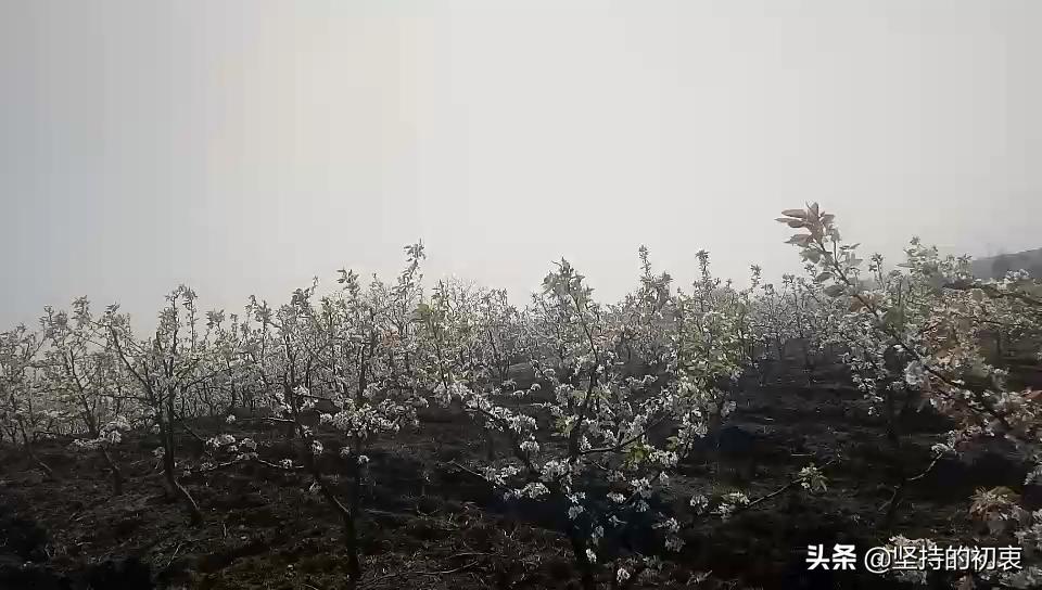 8800亩梨树开花结果ߘ