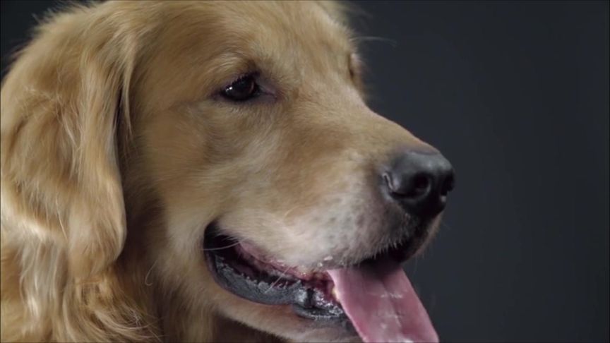 金毛犬,犬中的贴心暖男,世界犬种智商排行第四!