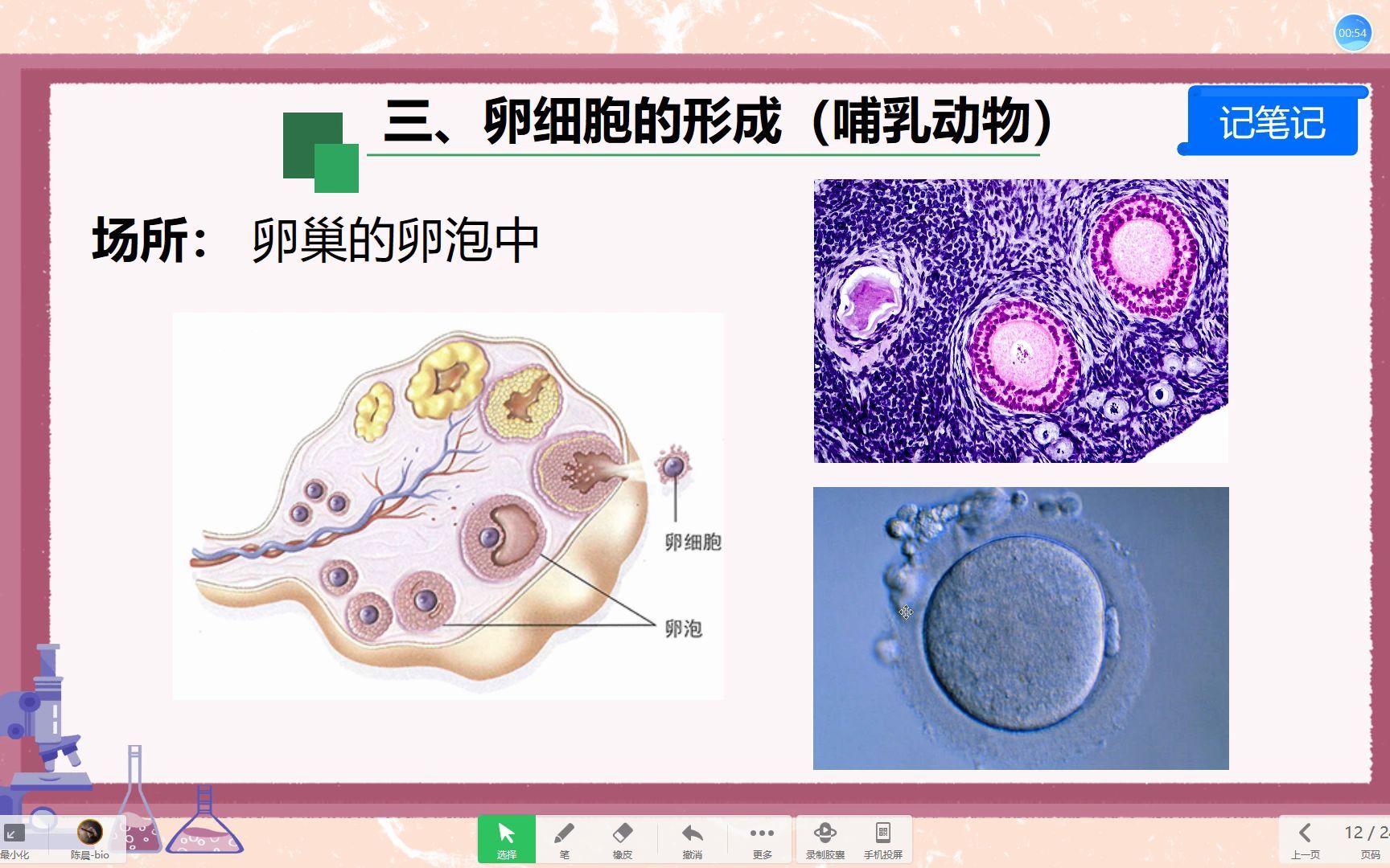 减数分裂和受精作用(二)