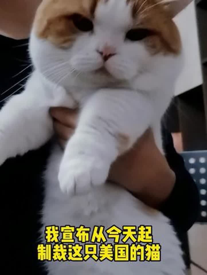 我宣布正式制裁这只美国的猫,三天不许进入房间领土-#萌宠 #猫咪