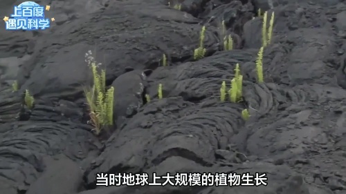 一个视频大揭秘!煤炭是如何形成的?快来一探究竟!