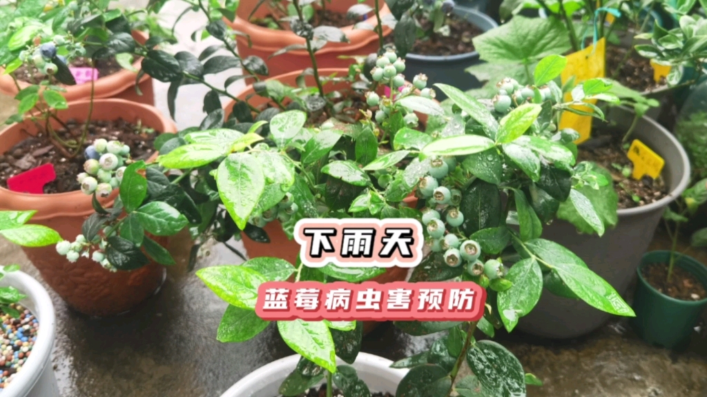淋雨会影响草莓蓝莓口感吗?花期有必要避雨吗?1分钟话你知