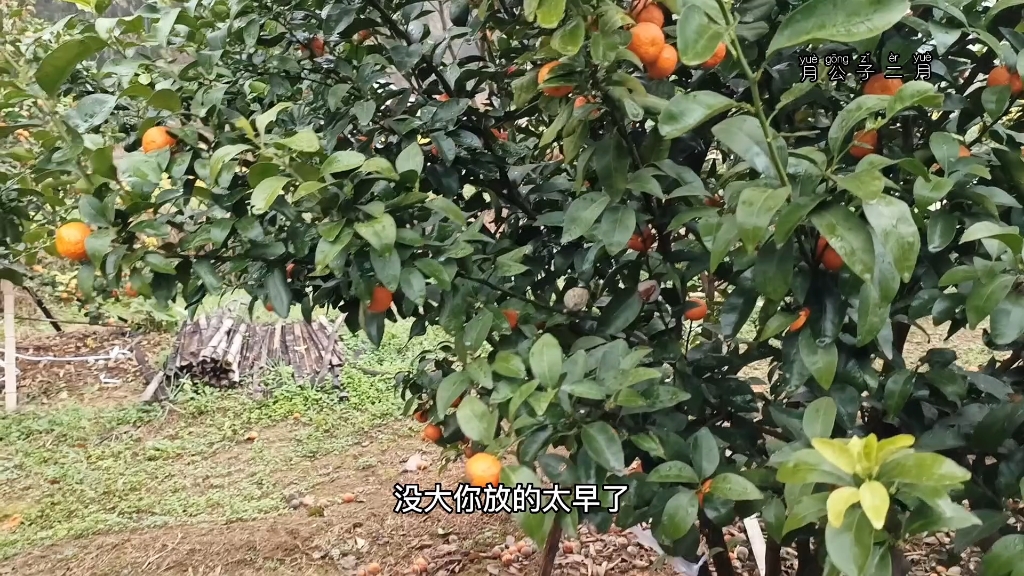 错误使用硫酸钾,导致柑橘果实发育抑制,果子小