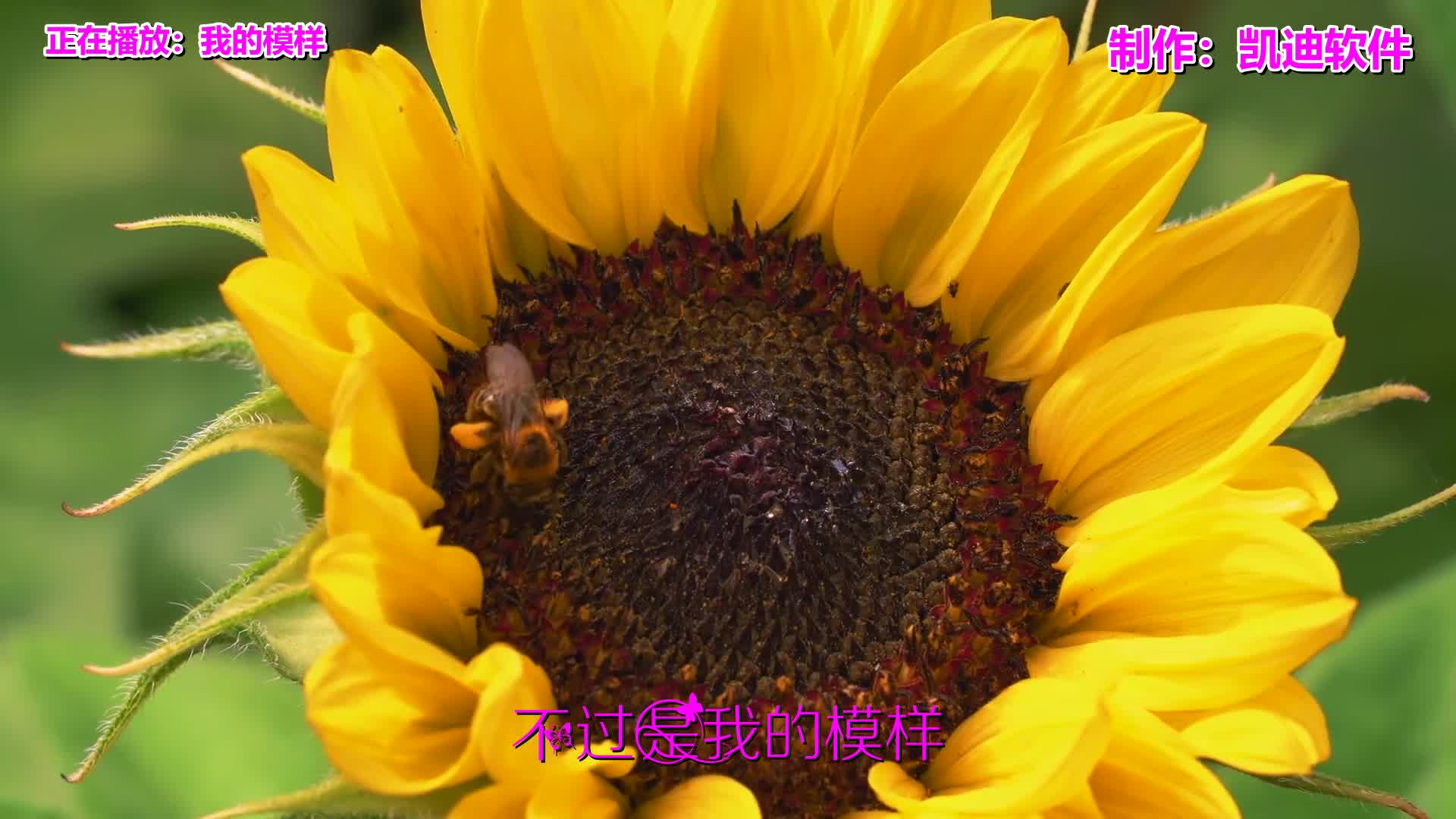 《我的模样》《郑源-请你陪我走-dj林可昕》欣赏,歌曲mv用什么软件...