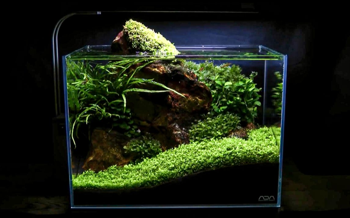 【鱼缸造景】幽深隐秘的海底景色也可以收纳在鱼缸里哟