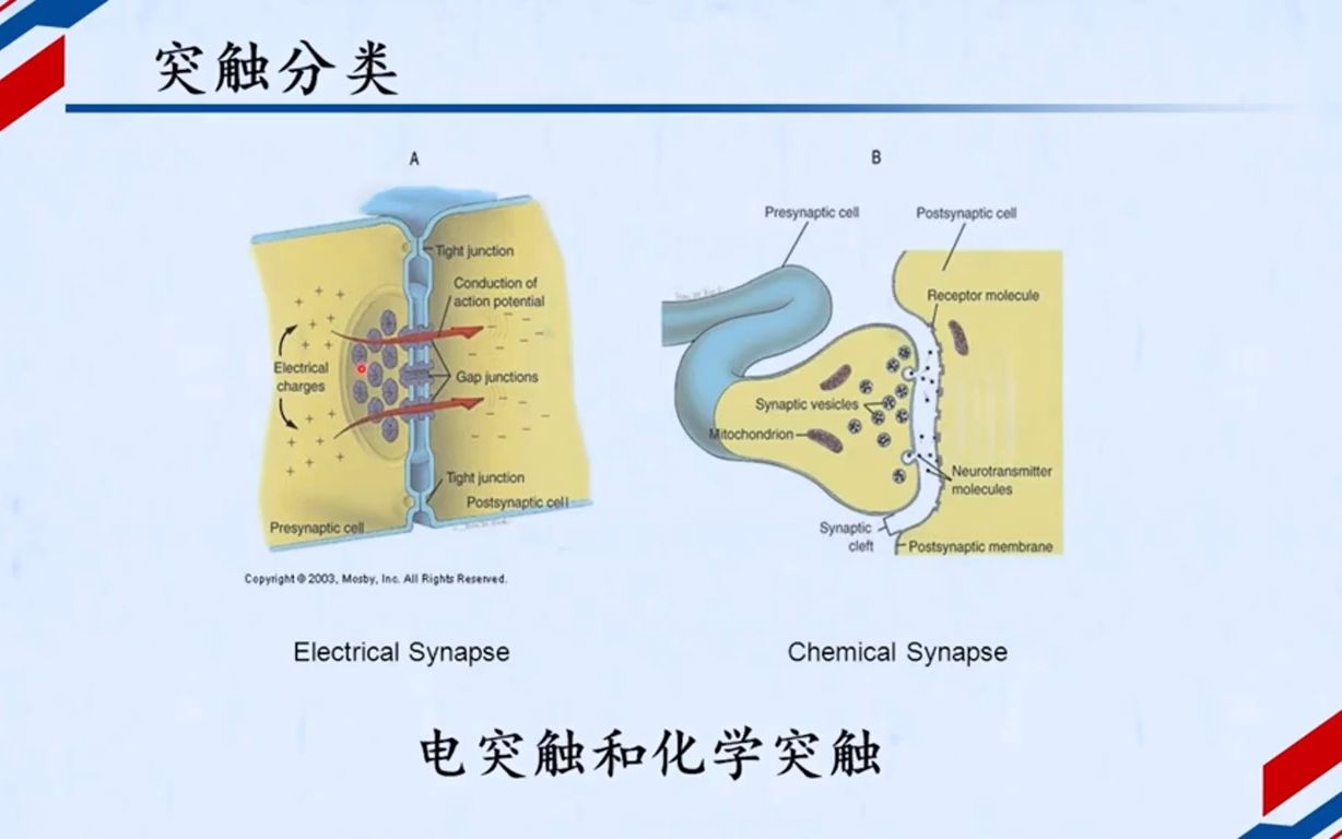 突触处的信号传递(省赛)