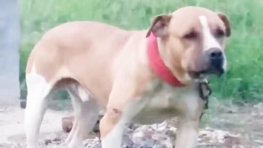 比特犬耐力惊人,看比特犬打架有多凶狠