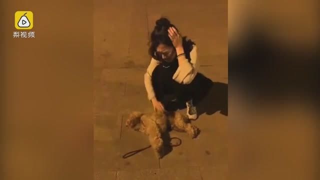 泰迪遭大狗10秒咬死,美女狗主崩溃