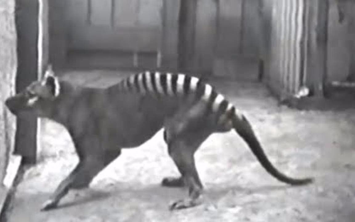 10个已灭绝动物的生前录像!太珍贵了!@油兔不二字幕组