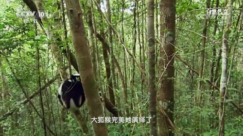 大狐猴群体生活揭秘:通过声音传递信息的独特方式