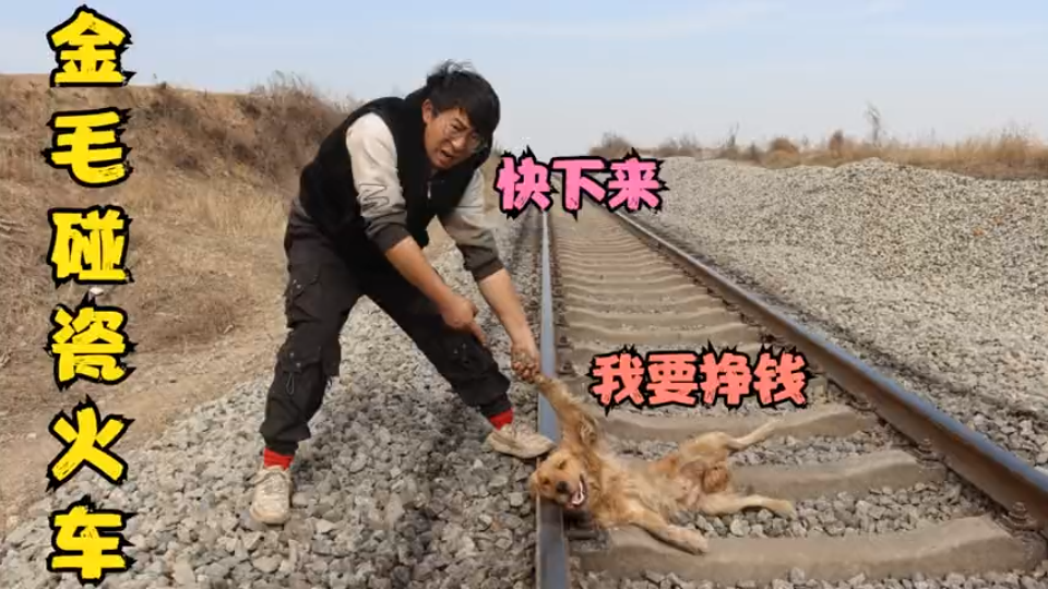 田野小亮，金毛讹火车。