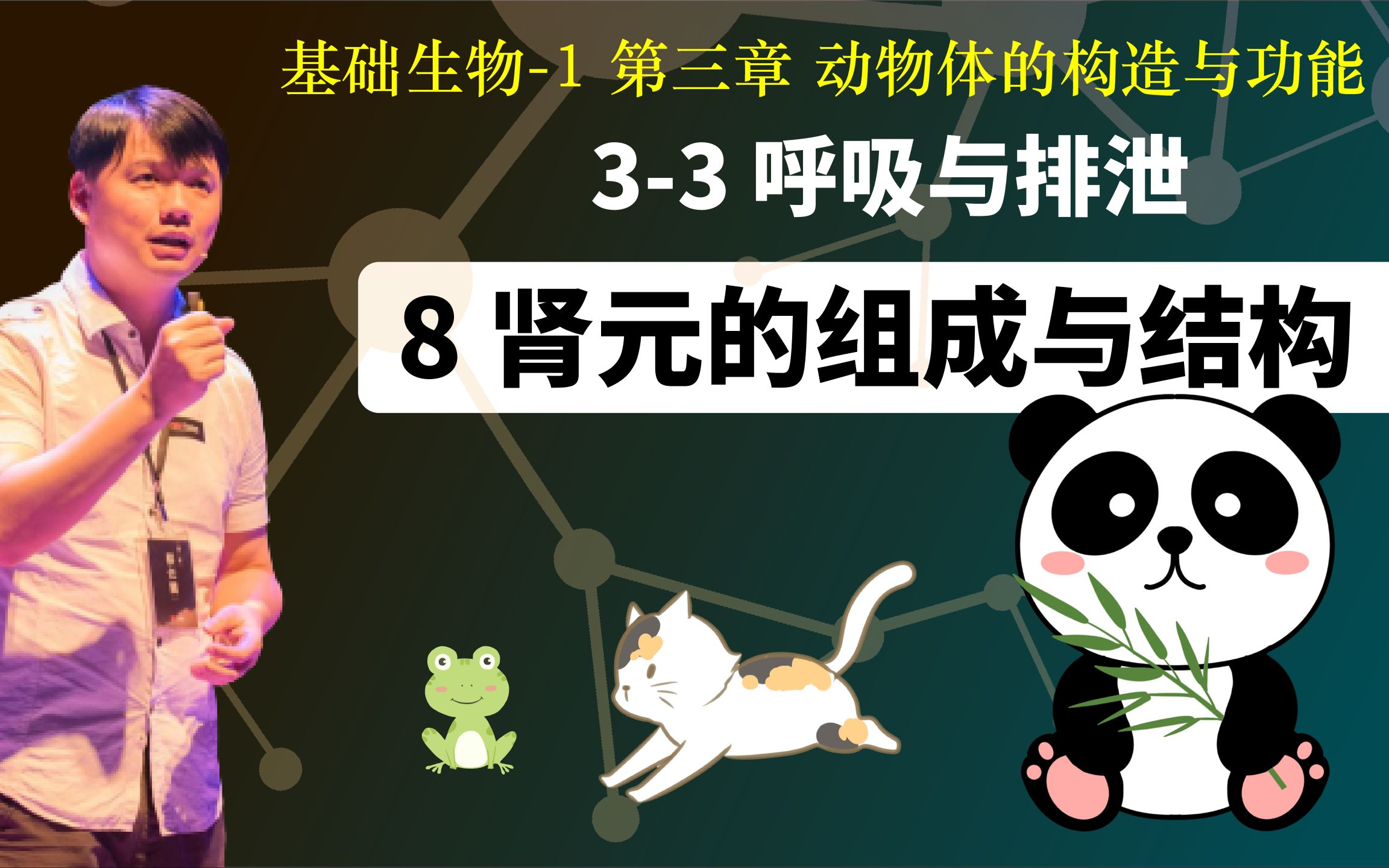 基础生物学3-3.8 肾元的组成与结构