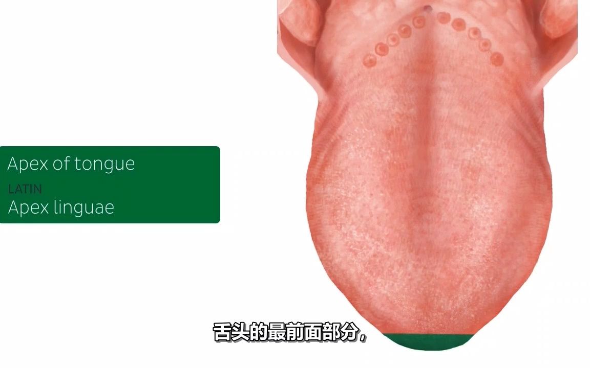 舌头的表面解剖 - 人体解剖学