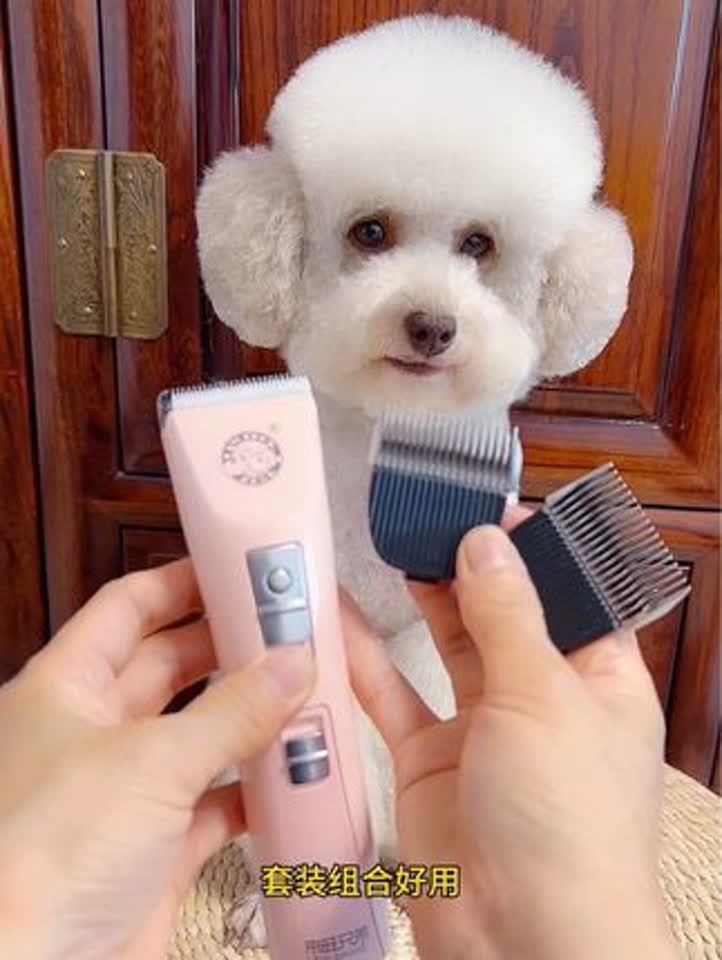 泰迪修剪全身教程分享!给狗狗修剪好用的工具很关键,这个电推剪不卡...