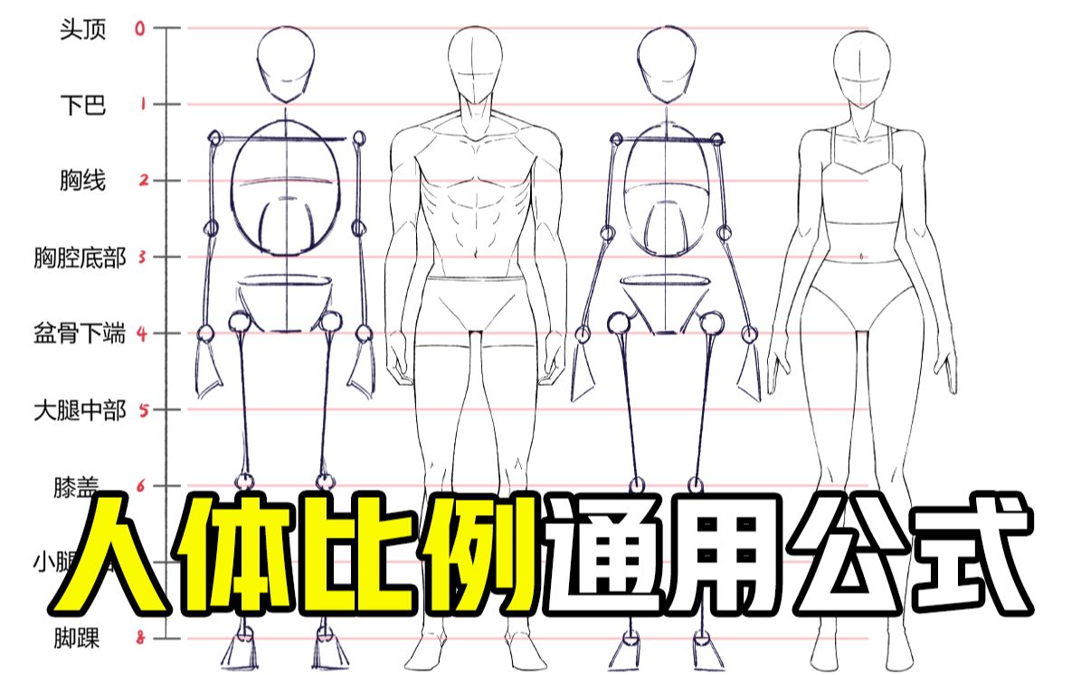 动漫人体比例怎么画?人体比例画法教程