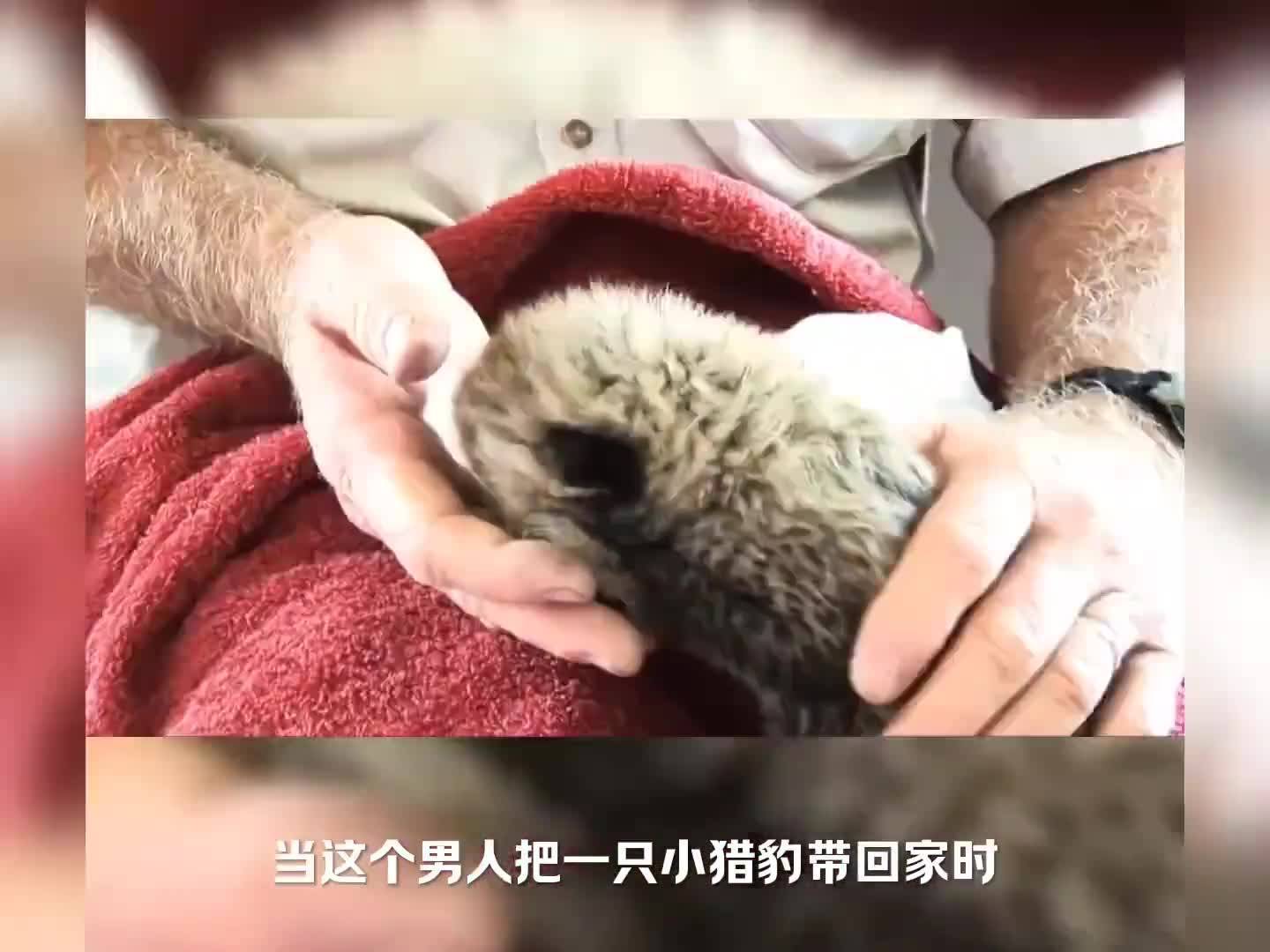 男子在森林中捡了一只失去妈妈