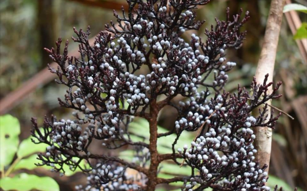 【转载】低调的另类——寄生松Parasitaxus usta