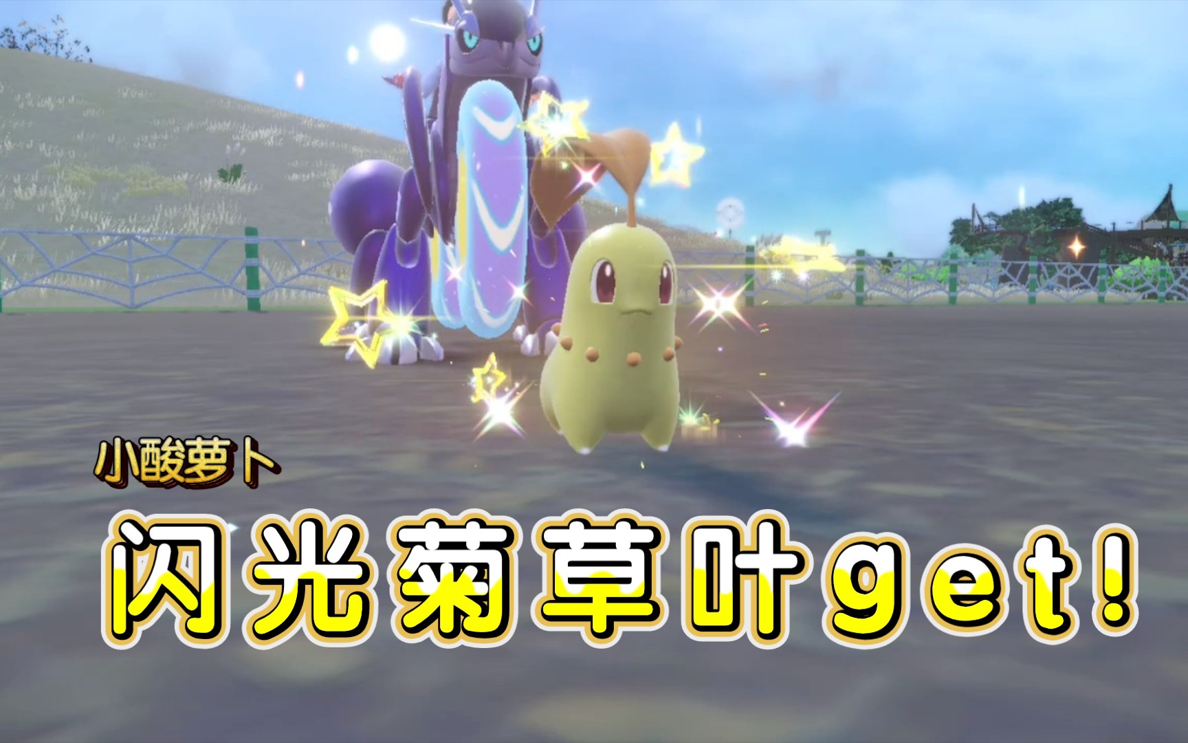 【Robinの刷闪】“小酸萝卜”闪光菊草叶get!《宝可梦朱紫》