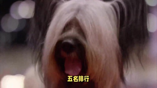价格简直要上天:最贵的狗狗品种排行榜,你猜猜谁是NO.1?