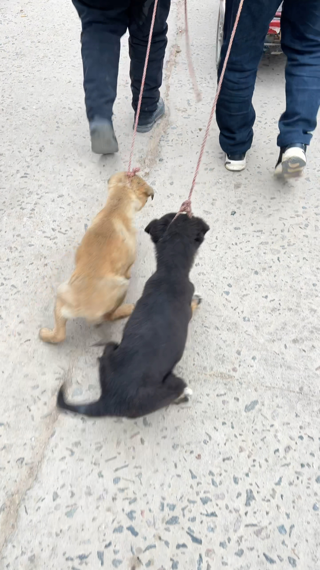 小狗护食龇牙咬人卖掉,主人碰它立刻乱咬,主人说兄弟俩一块上路