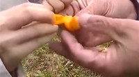山橘子是个好东西,在山村里的老一辈都知道它的药用价值
