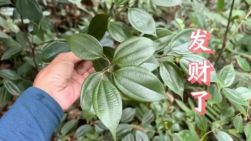 发财了!农村不起眼的这种植物叶片,一斤卖1块6毛钱