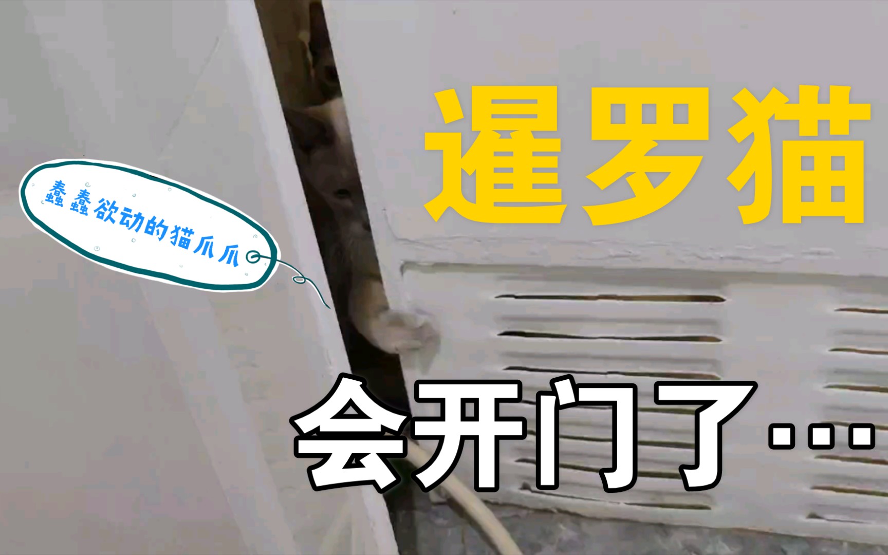 这猫不仅看人上厕所,还会开门…