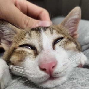 Shacchi 