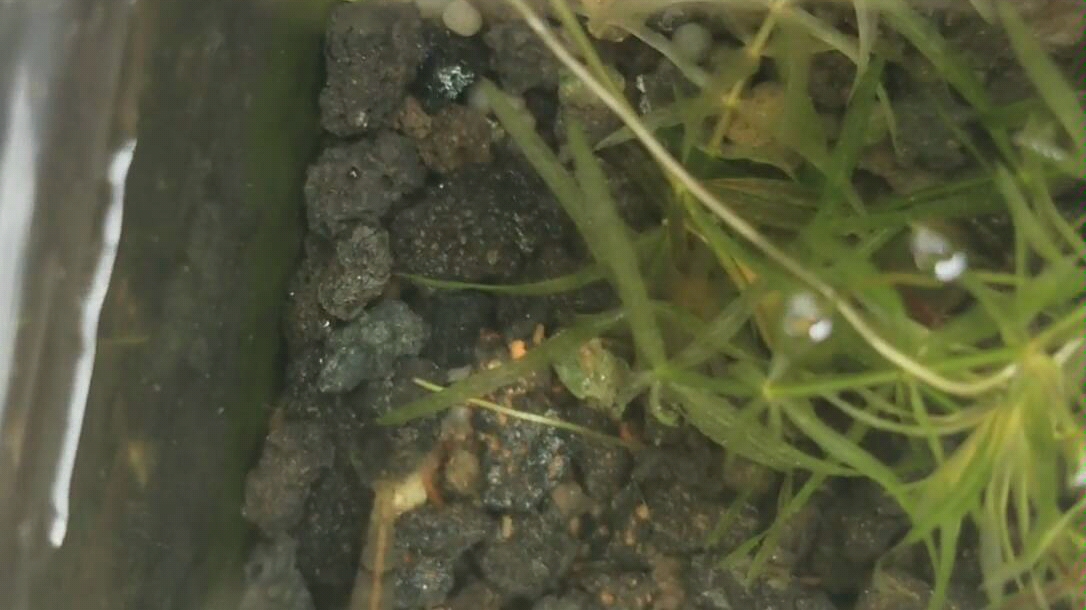 野采的水草带藻可以直接带进鱼缸,不会爆藻?