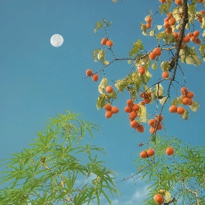 幼儿园高材生宏哥 