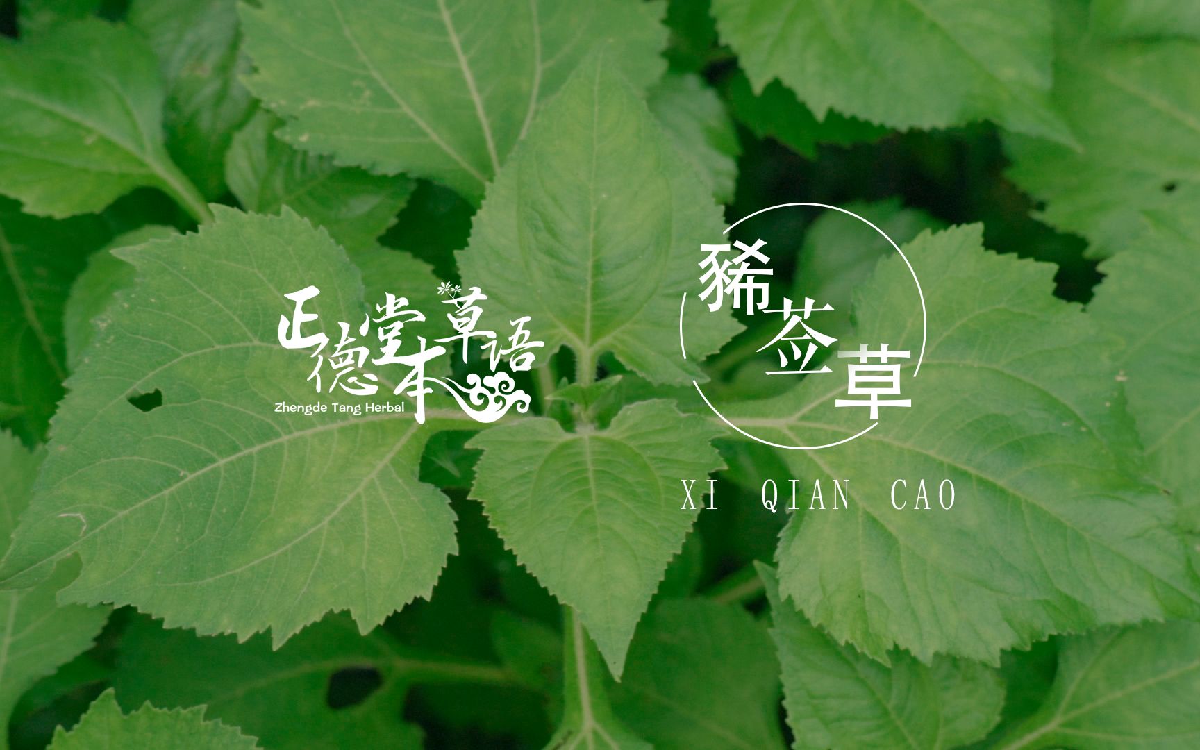 在古代被堪称神奇的本草——豨莶草