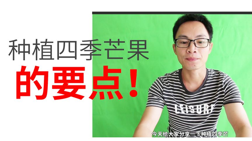 四季芒果种植要点,只要树势壮旺,就能获得高产和质优的果实