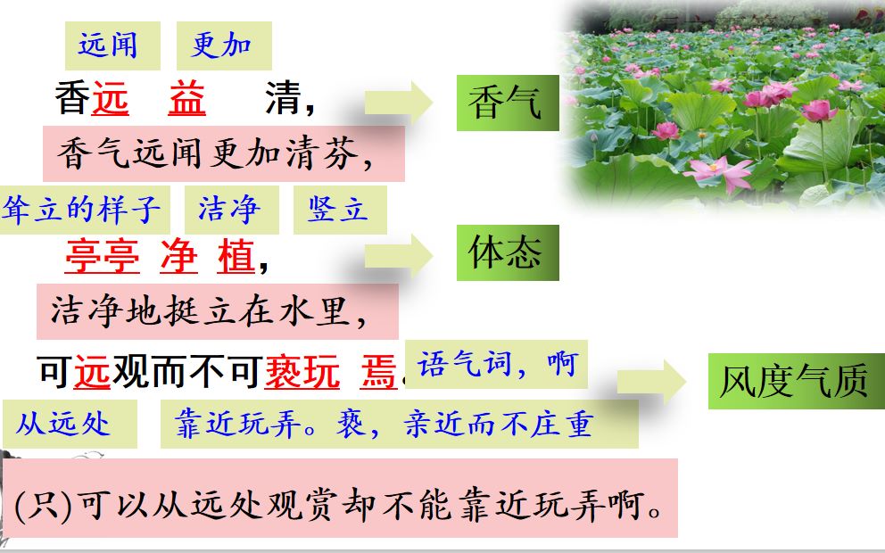七下短文两篇《爱莲说》 视频讲解