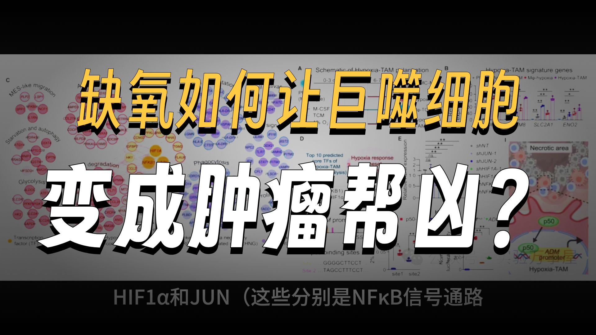 ...的文章,做的是缺氧导致的巨噬细胞M2极化引发血管通透,挺有意思…