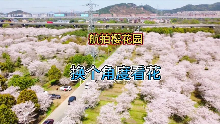 航拍大美樱花种植园,盛开的季节,太壮观了
