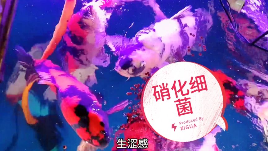 硝化细菌稳定与崩溃的表现,一看就能分辨!