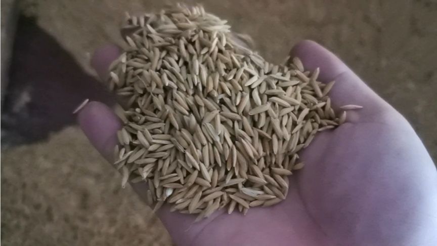 你见过稻谷变成米的制作过程吗?加工费肯定猜不到 看到最后揭晓